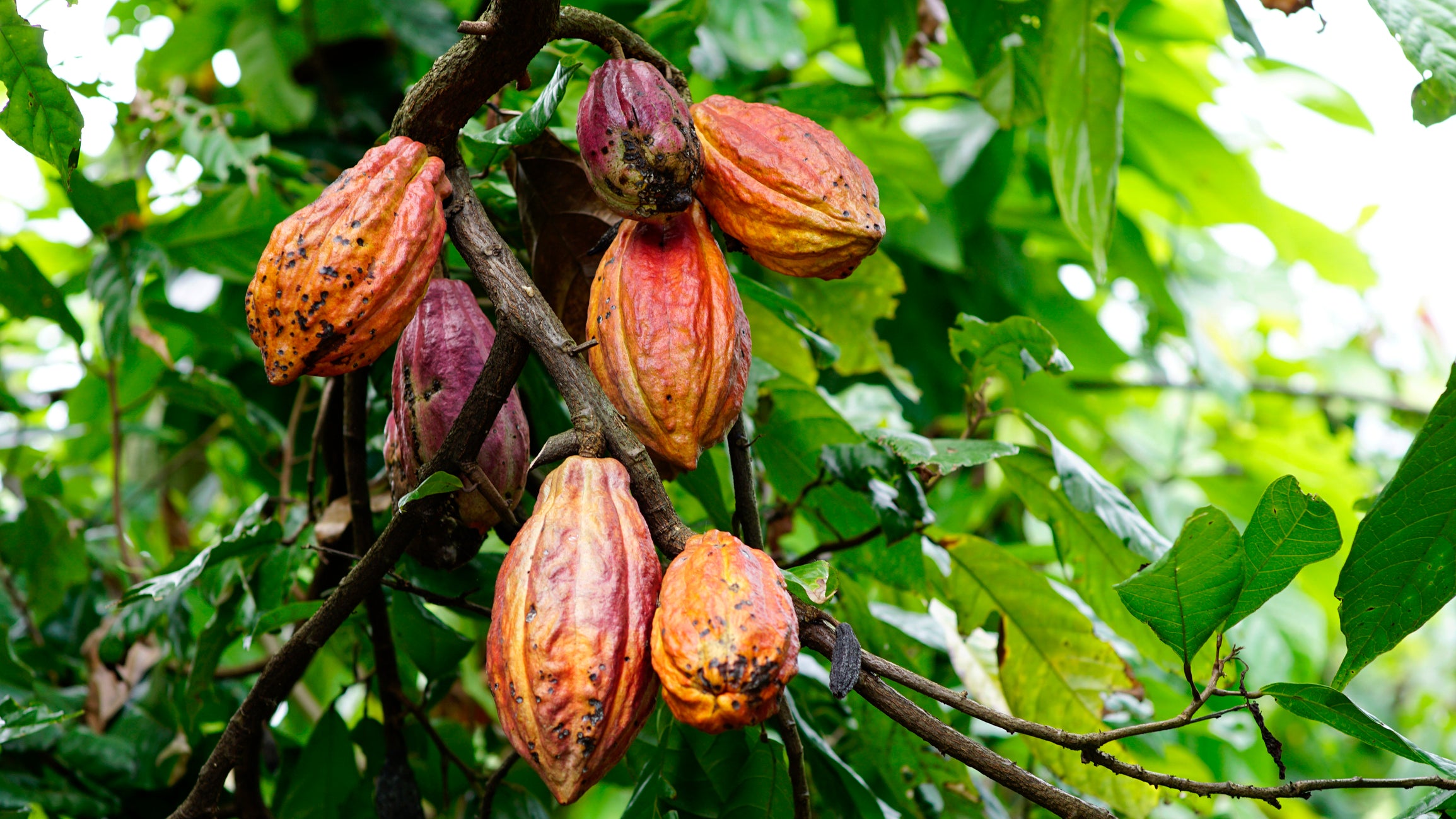 KAKAO: Whole bean, Heirloom Drinking Chocolate From Small Family Farms ...